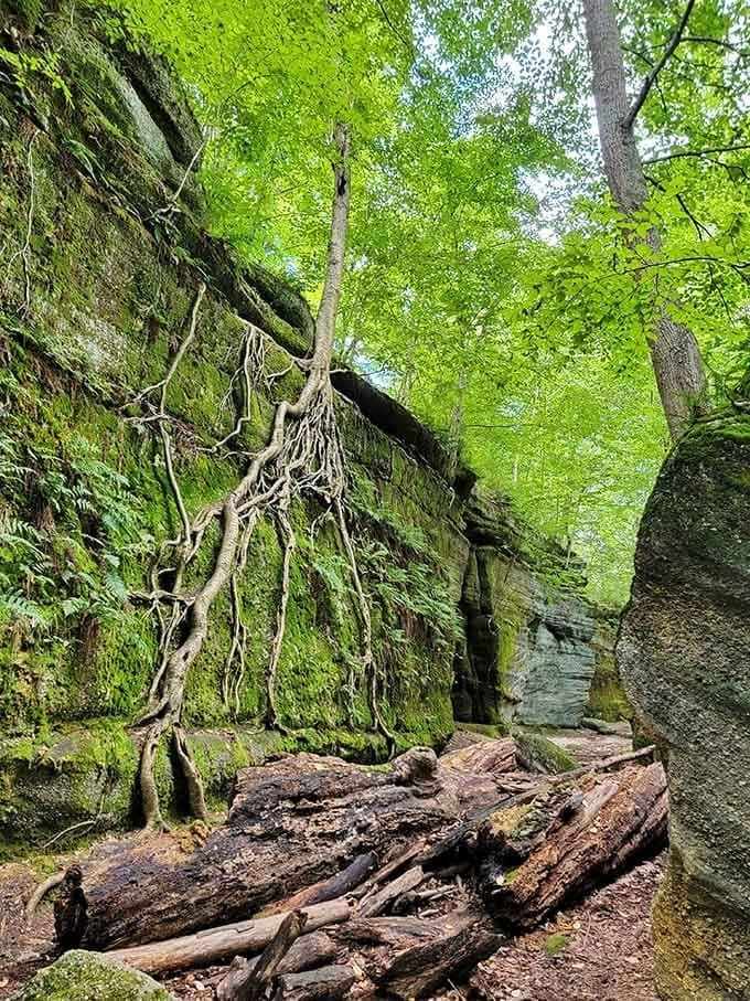 Tree roots grip stone like determined fingers, showing nature's incredible persistence over countless years.
