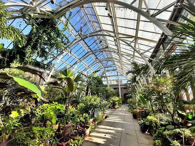 Inside the greenhouse, tropical plants thrive under glass while Massachusetts winter rages outside like an angry neighbor.