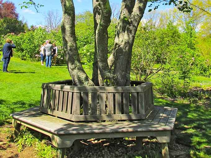 That bench wrapped around the tree proves someone understood the assignment when designing peaceful resting spots.