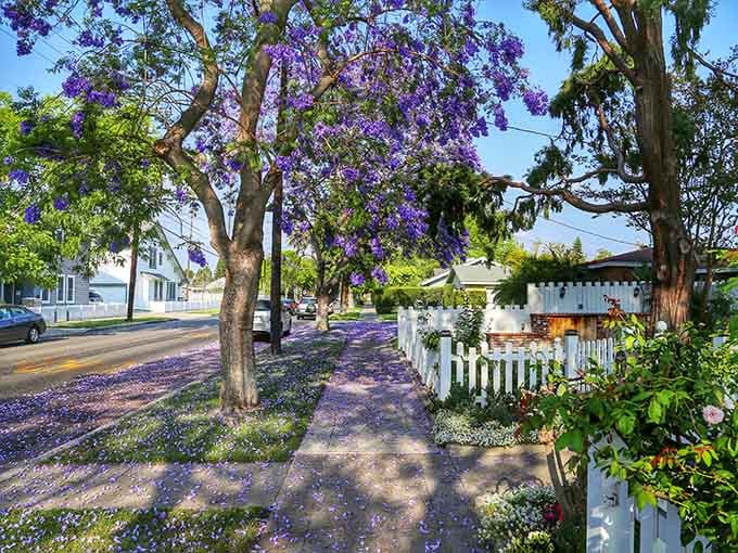 Jacaranda trees carpet the sidewalks in purple petals each spring, turning ordinary walks into something straight out of a storybook scene.