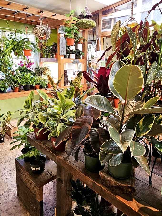 This jungle corner proves you don't need a backyard when you've got this much green goodness.