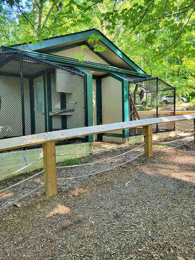 These outdoor enclosures provide safe havens for birds that can't return to the wild but still captivate visitors.