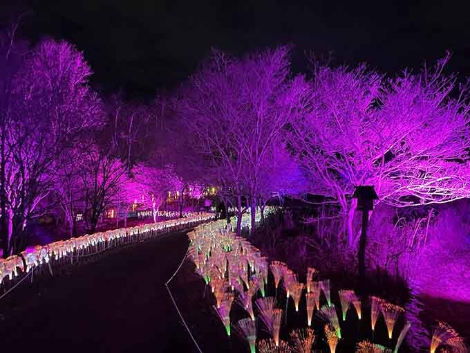 When the garden transforms into a purple wonderland at night, reality starts feeling like a beautiful dream.