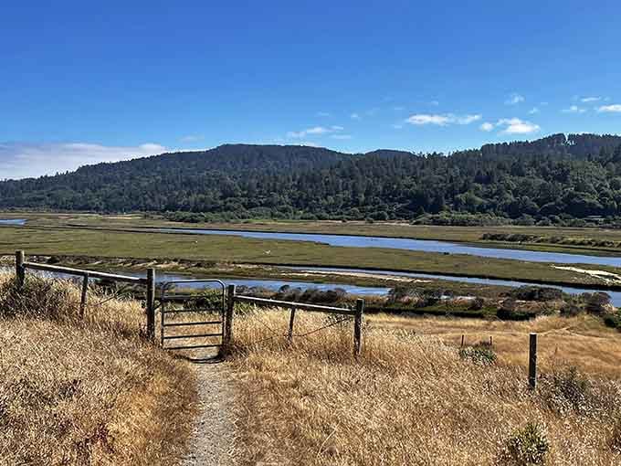 Where marshland meets forested hills, creating the kind of view that makes you forget your phone exists.
