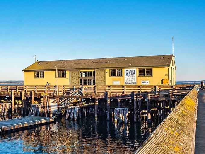 The Marine Science Center sits over the water like a yellow beacon of curiosity and really good views.