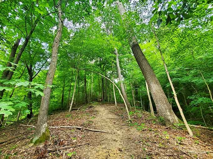 These forest trails won't charge you admission, proving nature's still the best deal in town for stress relief.