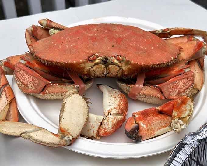 Dungeness crab this vibrant and fresh proves the Pacific knows exactly what it's doing out there.