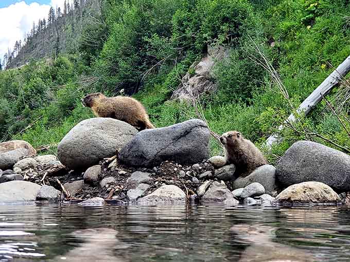 Local marmots enjoy front-row seats to the hot springs, judging your swimming form from their rocky perch.