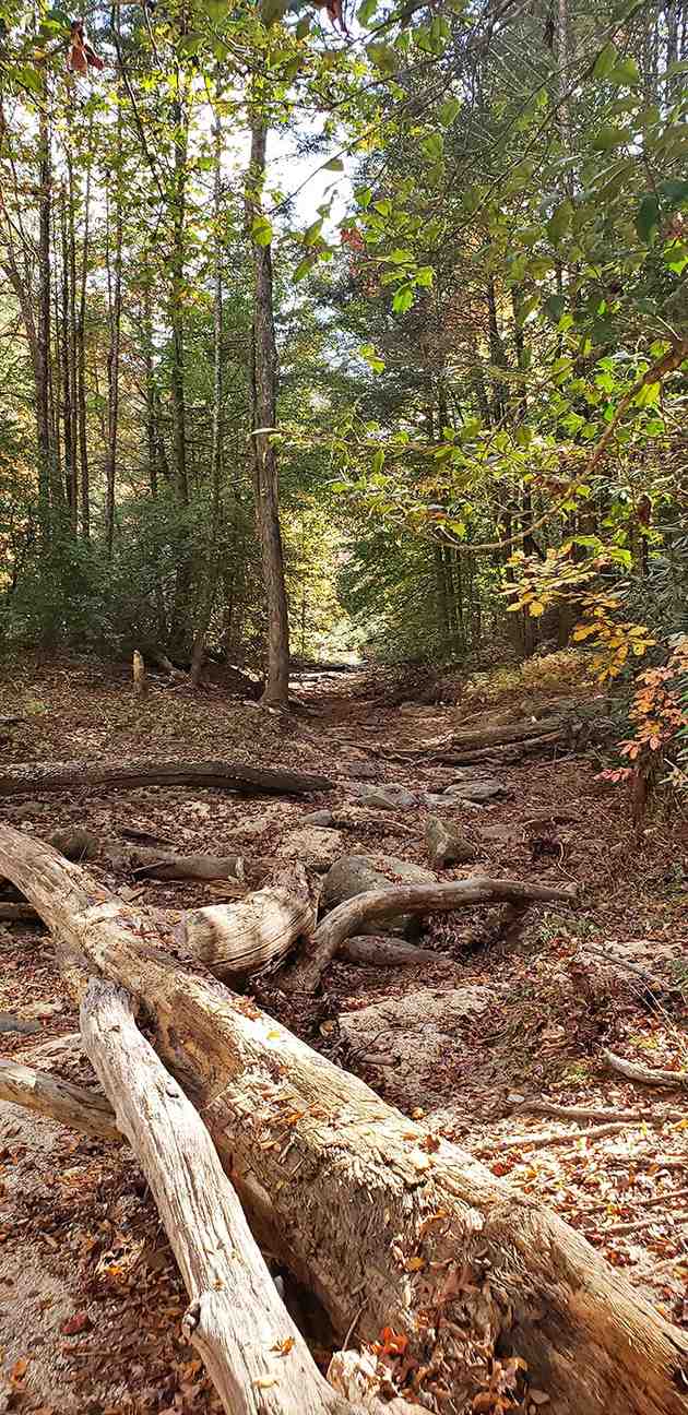 The forest trail beckons with dappled sunlight, promising adventure without requiring a sherpa or oxygen tank for the journey ahead.