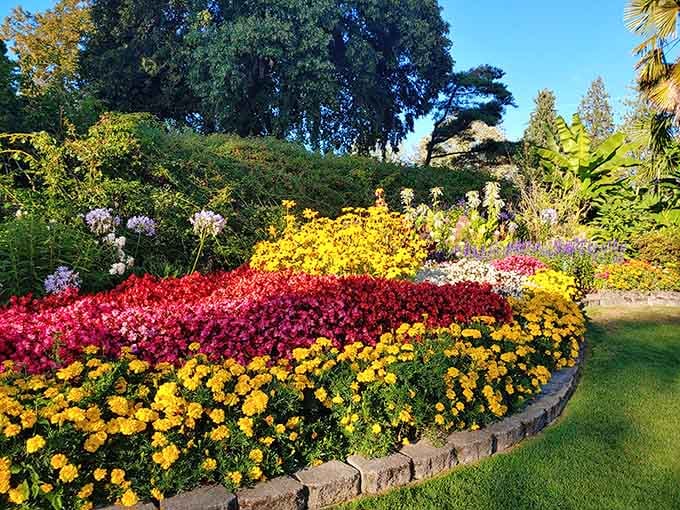 When your flower beds look like a sunset decided to take up permanent residence on the ground.