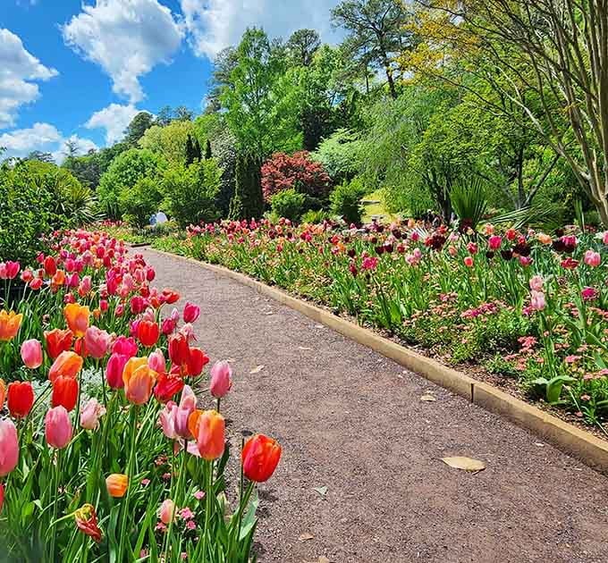 Tulips lining the path like nature's own welcome committee, each one dressed for the party.