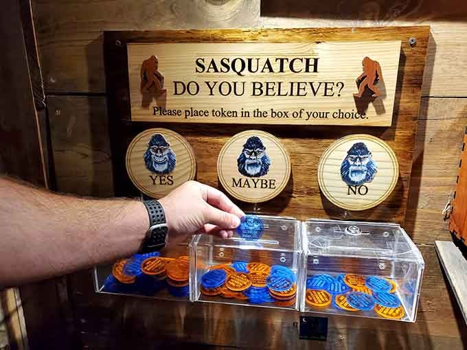 Democracy in action: cast your vote on whether Sasquatch exists with colorful tokens in this cheeky polling station.