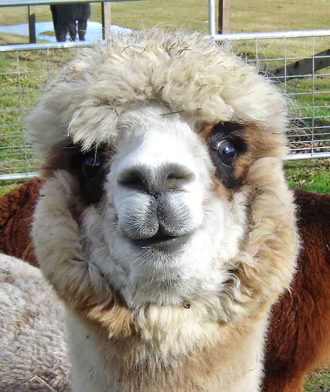 That face could launch a thousand memes, and honestly, it probably already has somewhere on the internet.