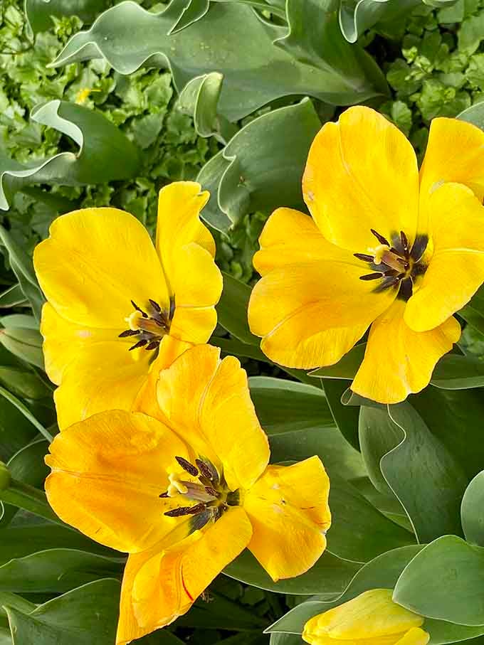 Golden yellow tulips so bright they practically come with their own sunshine and a cheerful attitude to match.