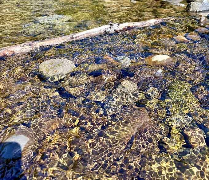 Tide pools reveal their treasures in crystal-clear water, turning every low tide into an aquarium visit.