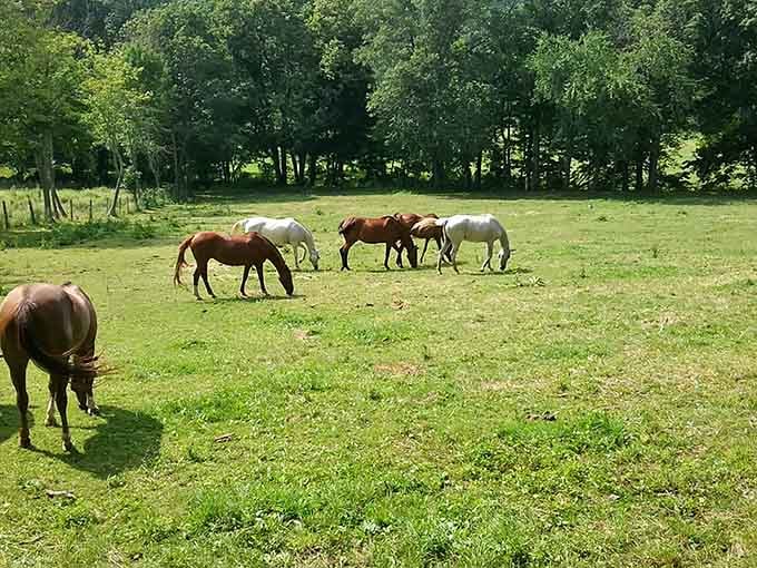 Local horses grazing near the park prove even they appreciate Connecticut's most scenic real estate.