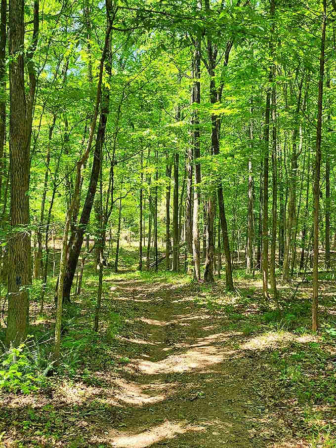Sunlight filtering through the canopy turns an ordinary hike into something that feels almost sacred.