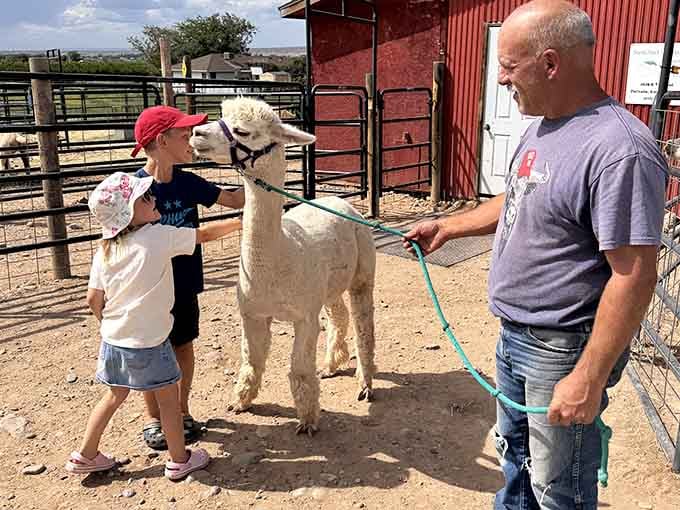 Nothing beats watching kids discover that alpacas are basically walking teddy bears who occasionally hum at you unexpectedly.