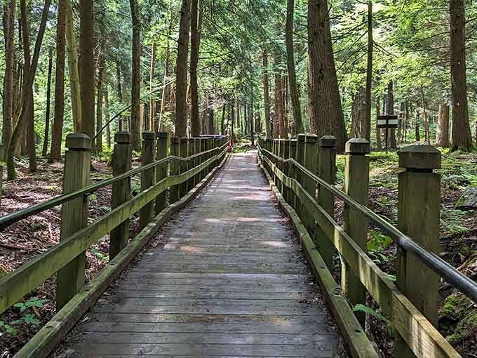 This boardwalk through towering hemlocks feels like walking through nature's cathedral, minus the uncomfortable pews.