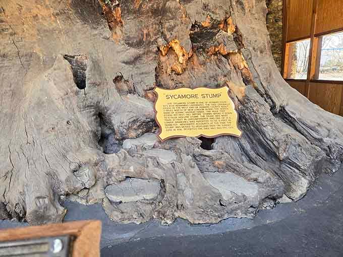 Every groove and texture tells centuries of stories&mdash;this bark has seen more history than most textbooks cover.