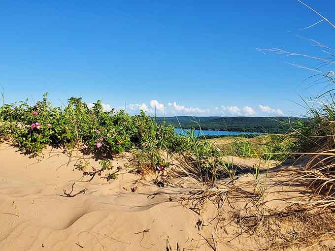 Even the wildflowers are tougher than us, thriving where we're gasping for our second wind up here.