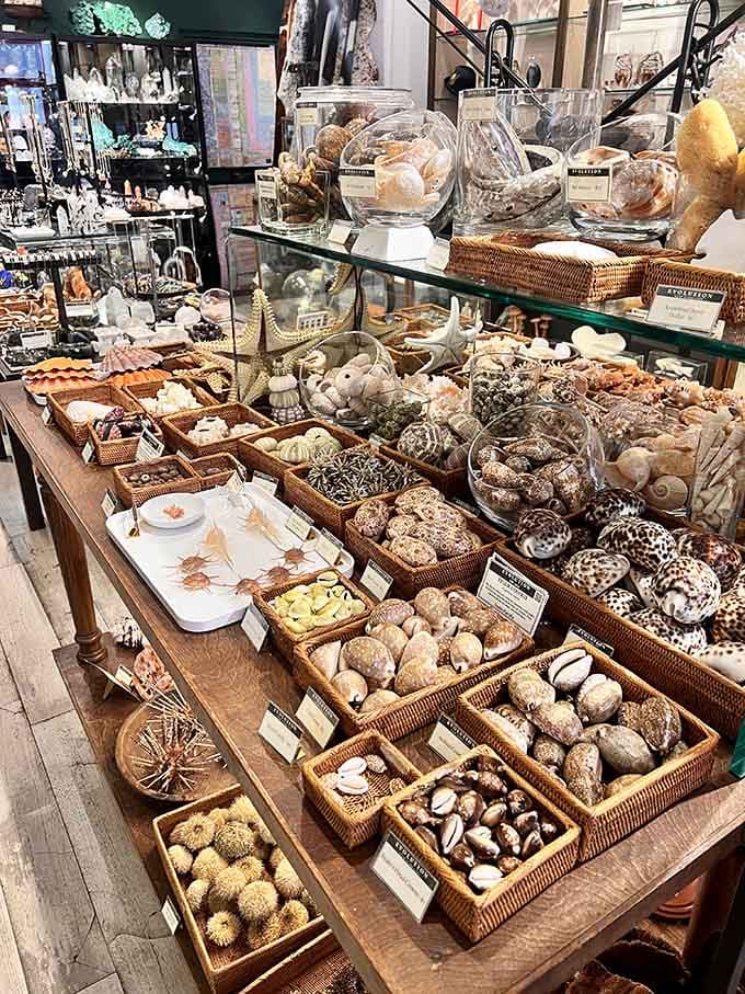 Seashells, coral, and marine treasures displayed like an oceanographer's personal collection came to visit Manhattan.