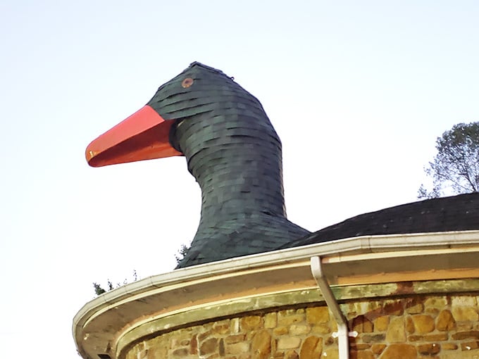 This bird means business with that orange beak pointing skyward like a whimsical weather vane.