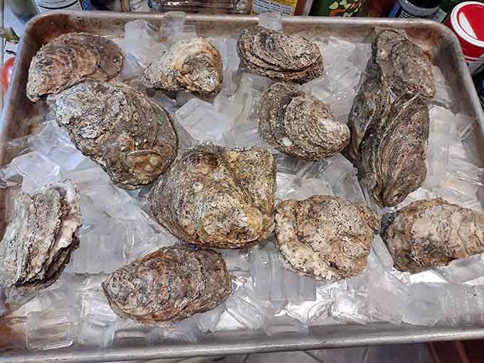 These oysters look like they were pulled from the water about five minutes before this photo.