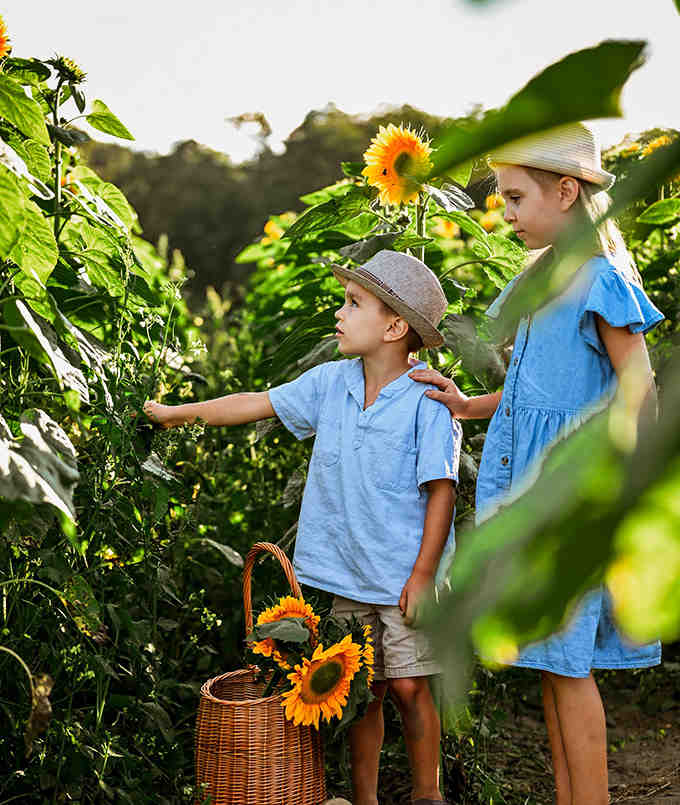 Turns out sunflowers also grow here, because apparently one type of spectacular flower field wasn't enough already.