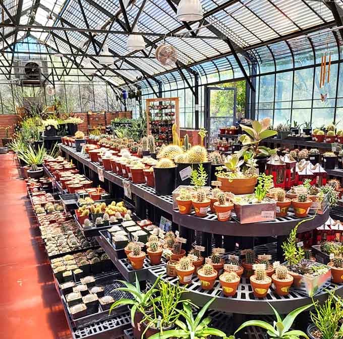 The Desert Corner Nursery greenhouse overflows with cacti and succulents, tempting visitors to adopt new prickly companions.