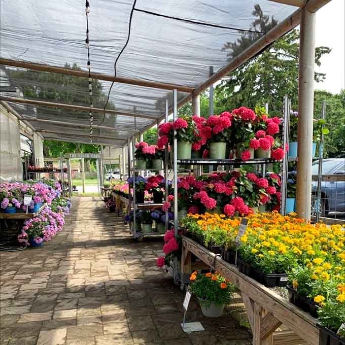 The greenhouse where hydrangeas bloom so magnificently, even your neighbor's prize specimens would feel inadequate by comparison.