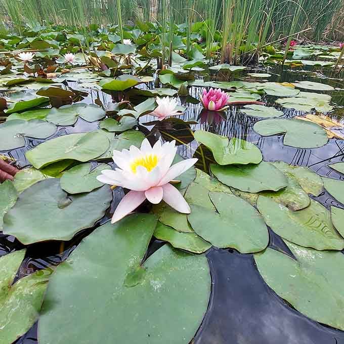 Water lilies float like nature's own impressionist painting, making Monet's garden jealous from across the Atlantic.