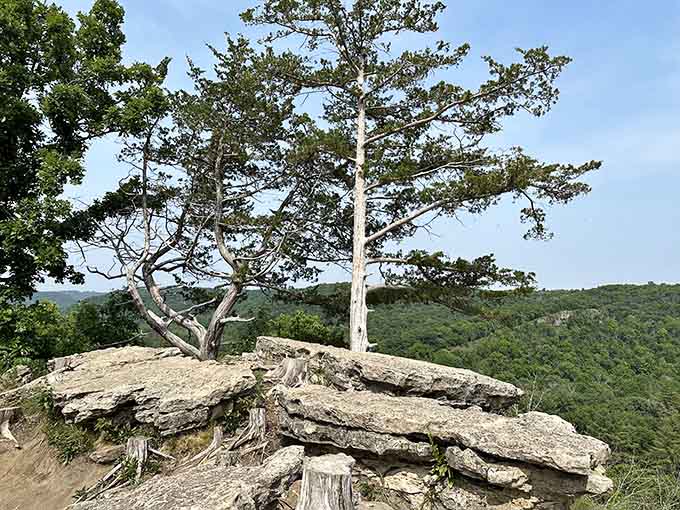 These windswept trees clinging to the bluff edge have more determination than most people at the gym.