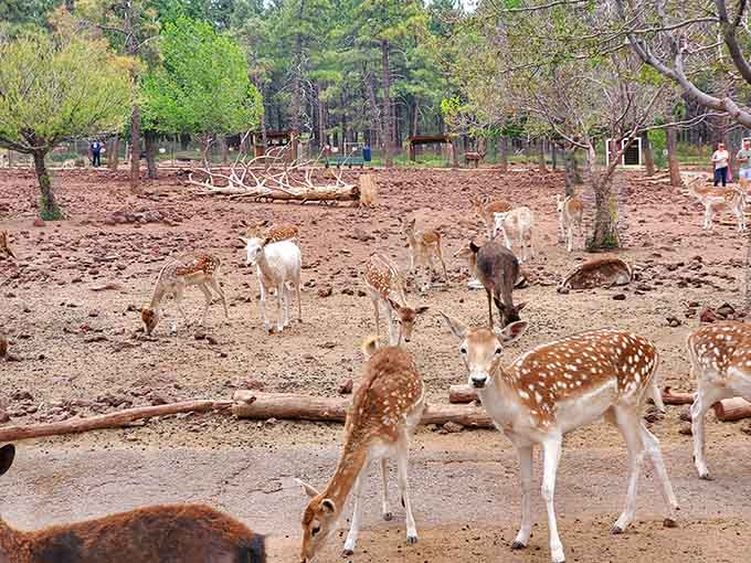 Deer at the Grand Canyon Deer Farm gather like they're hosting a neighborhood meeting, completely unfazed by visitors and their endless supply of camera phones.