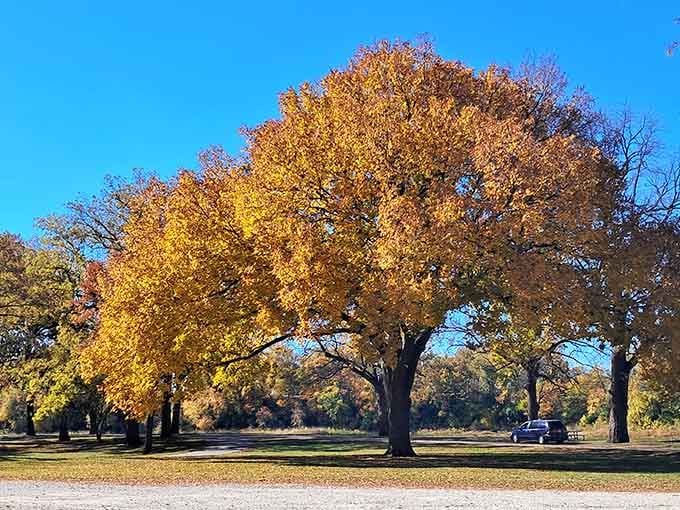 North Island Park in autumn becomes a masterpiece painted in gold, orange, and every shade of "wow" imaginable.