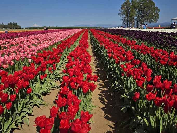 When a million tulips decide to show off at once, this is what happens to the landscape.