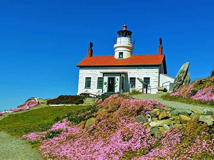 Pink wildflowers carpeting the hillside transform this classic lighthouse into something resembling a coastal cottage garden dream scene.