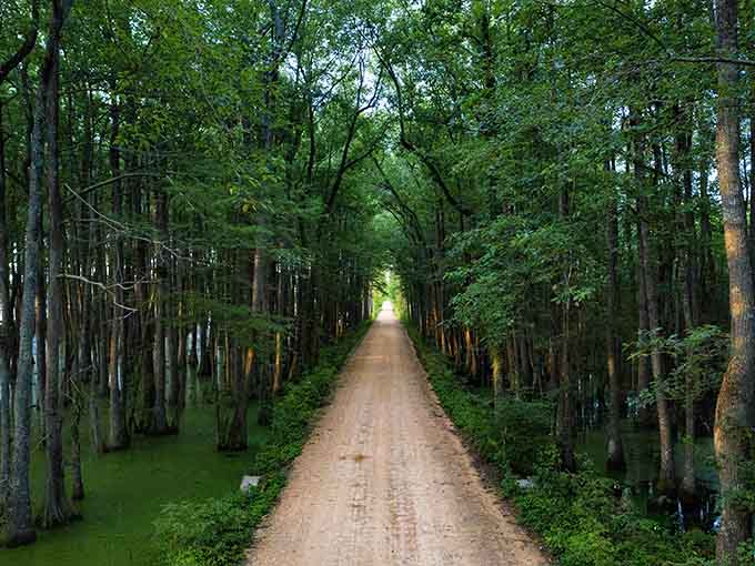 Cypress trees line this path like silent guardians leading you deeper into the swamp's green embrace.