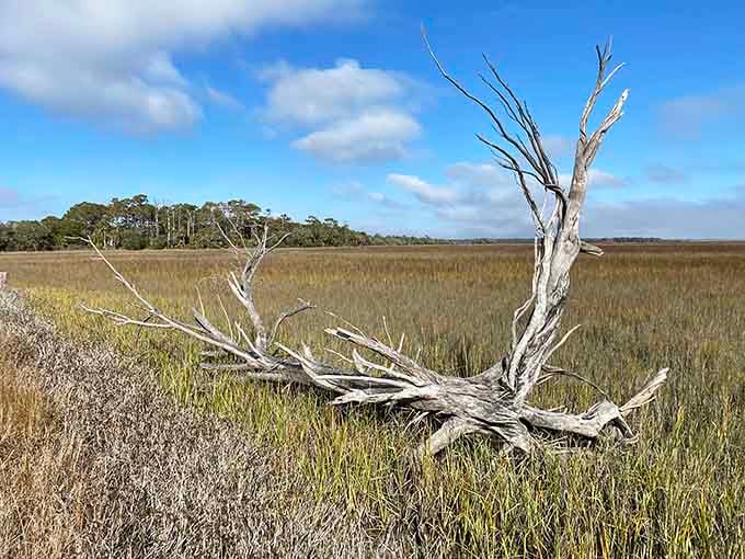 Bleached driftwood sculptures rise from the marsh like abstract art, each piece shaped by wind, water, and time.