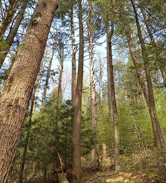 These towering cathedral pines reach skyward like nature's own Gothic spires in perfect formation.