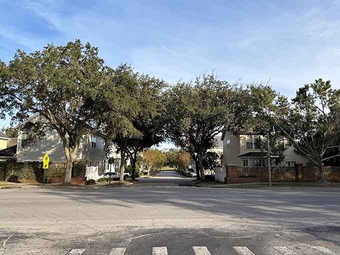 Ancient oaks create natural tunnels over residential streets where even the trees seem to follow strict design codes.