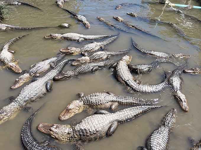 Colorado's most unexpected residents lounge in warm pools, proving alligators can adapt to mountain living with proper amenities.