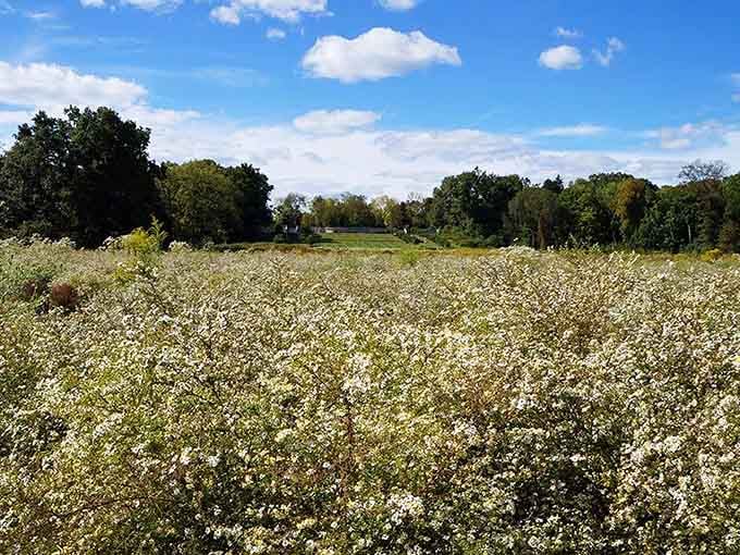 Wildflowers stretching endlessly under blue skies—proof that the best gardens sometimes look delightfully untamed.