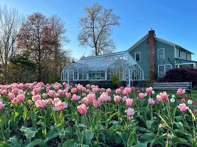 Pink tulips bloom in perfect rows, creating a springtime spectacle that would make even the grumpiest gardener smile.