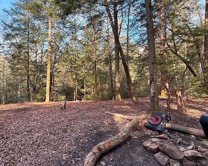 Golden afternoon light bathes the forest floor, turning an ordinary trail into something worthy of a nature documentary.