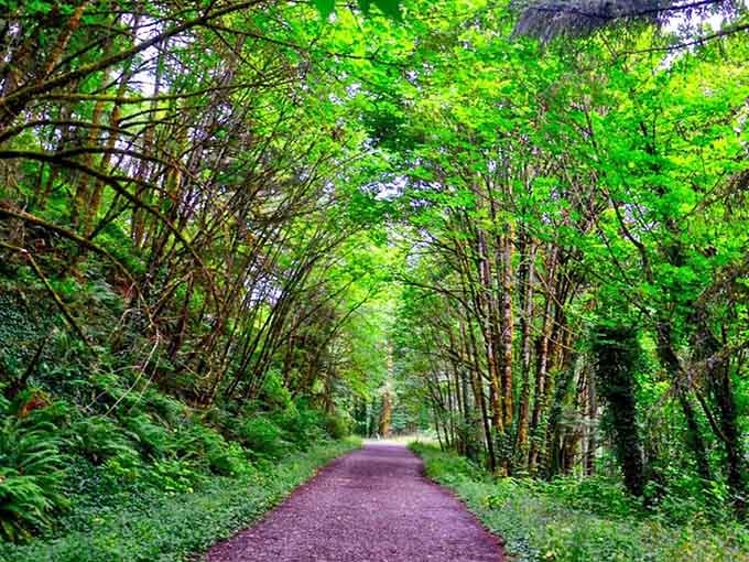 This emerald tunnel of trees invites you into nature's own cathedral, where sunlight filters through like stained glass.
