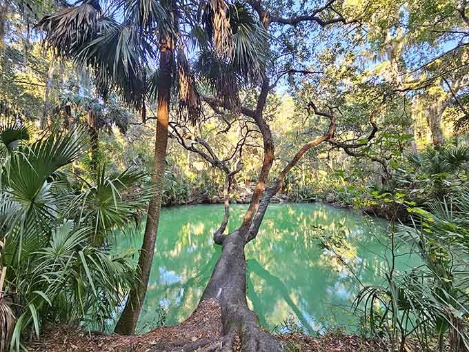 Crystal-clear spring water reflects ancient cypress trees in this timeless Old Florida paradise that cameras absolutely adore.
