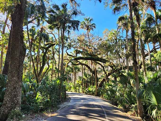 Sunlight filters through palm fronds and oaks, creating nature's own cathedral along this peaceful path.