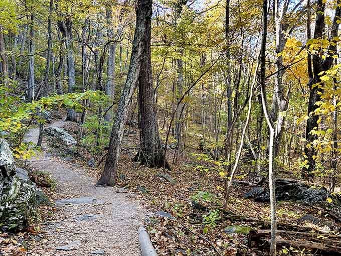 Fall foliage glows amber and yellow along this peaceful trail, where every turn reveals another reason to stop and breathe.