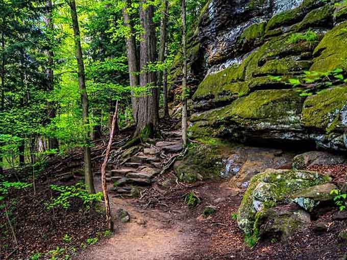 Moss-covered ledges and twisted roots create a scene straight from a Tolkien novel's most enchanted chapter.